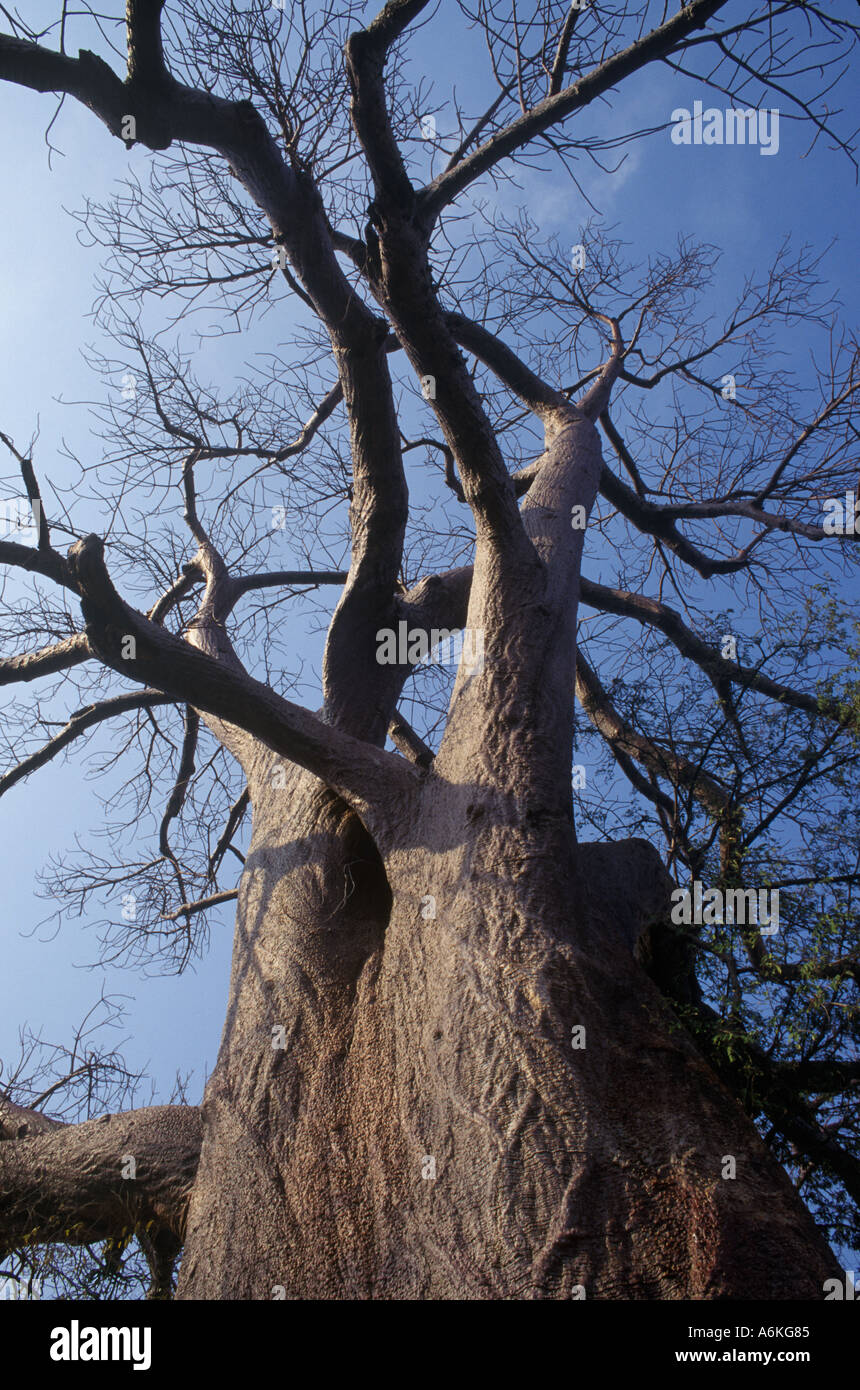 The magnificent unusual BAOBAB TREE Adansonia digitata LAKE KARIBA ...