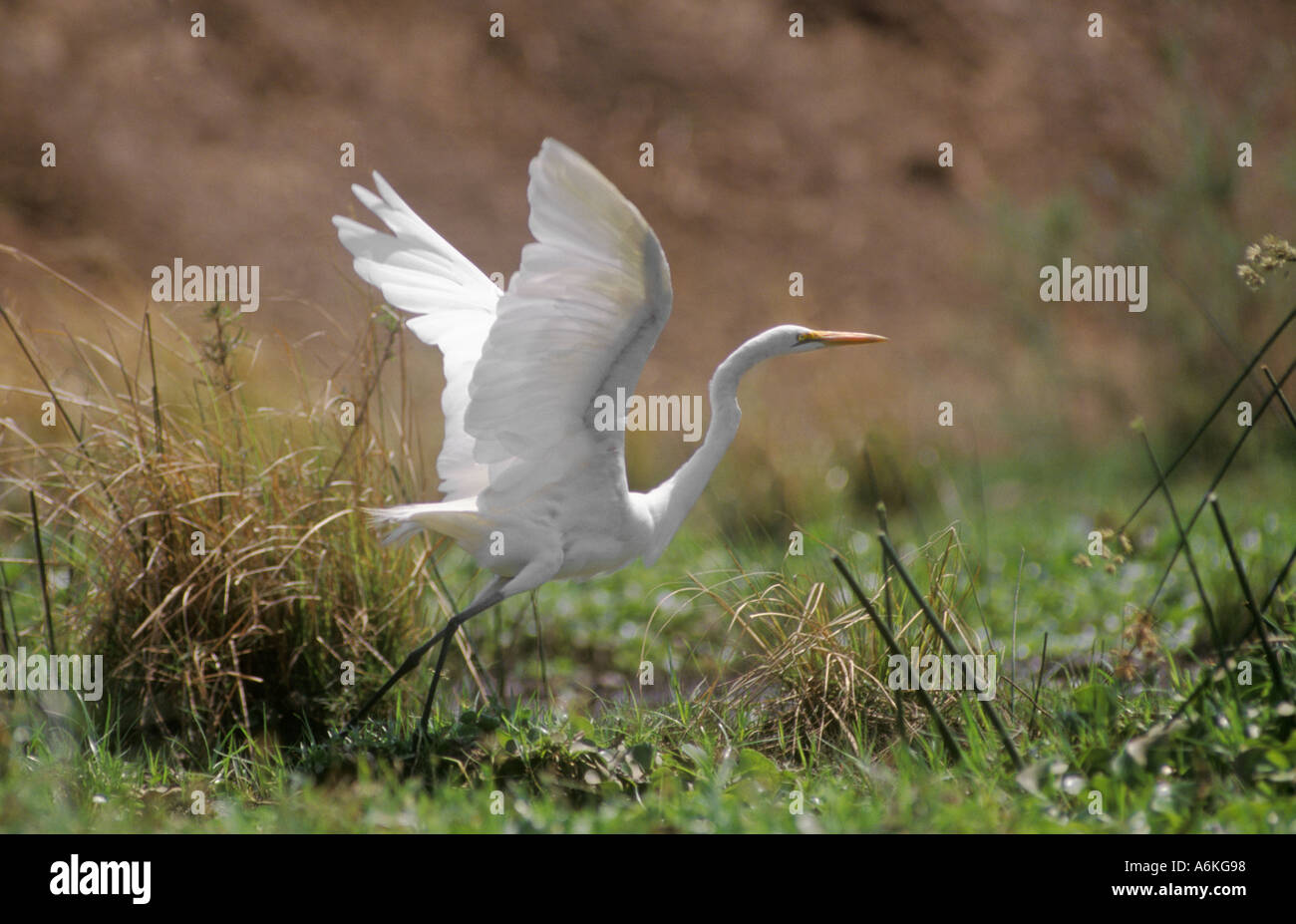 Great zimbabwe bird hi-res stock photography and images - Alamy