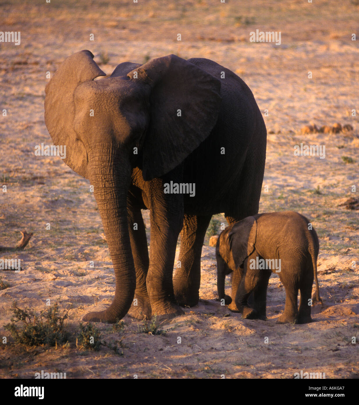 Baby ELEPHANTS are born weighing 265 pounds and are well nurtured by ...
