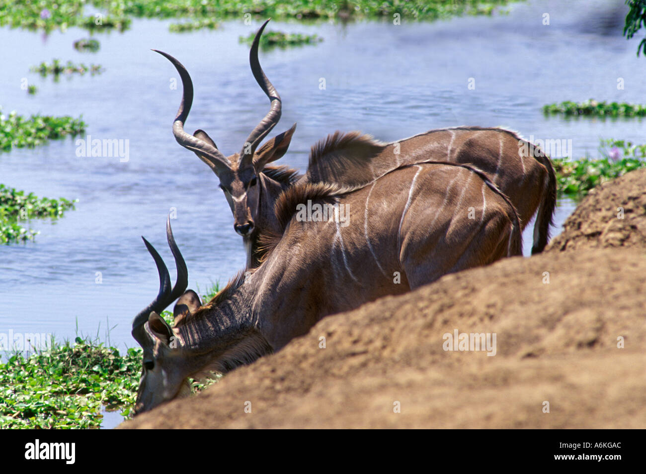 Male kudu drinking from hi-res stock photography and images - Alamy