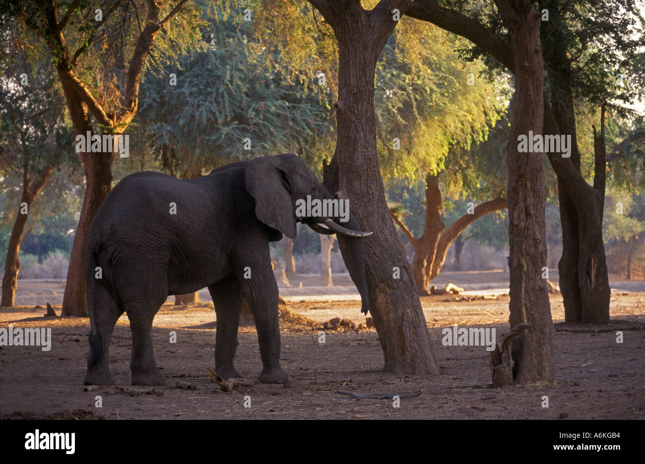 An AFRICAN ELEPHANT shakes a tree in an effort to get the seed pods to ...