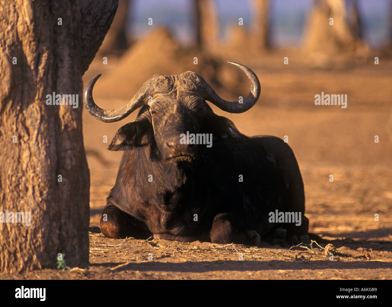 A bull CAPE BUFFALO rests under a tree MATUSADONA NATIONAL PARK ...