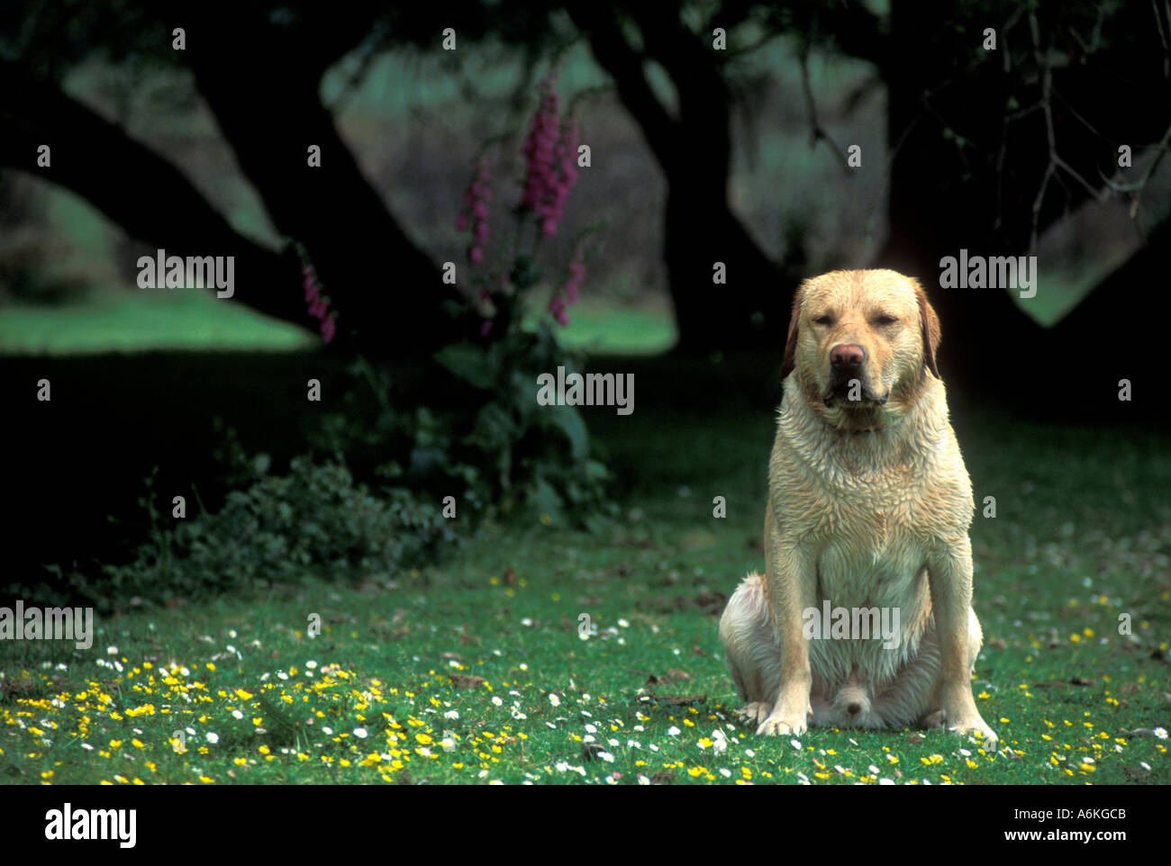 Golden Labrador outside Stock Photo - Alamy