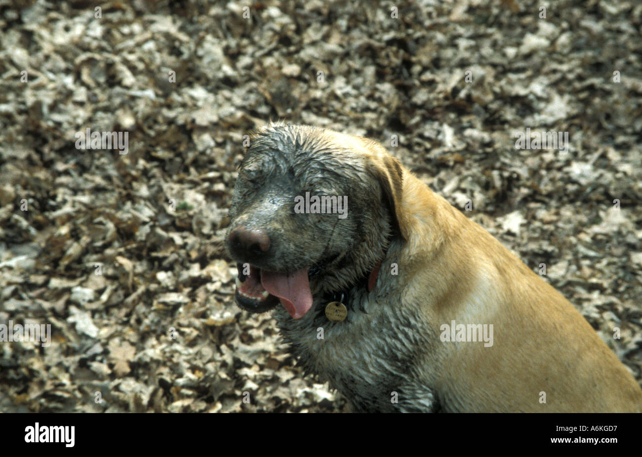 Dog covered in mud hi-res stock photography and images - Alamy