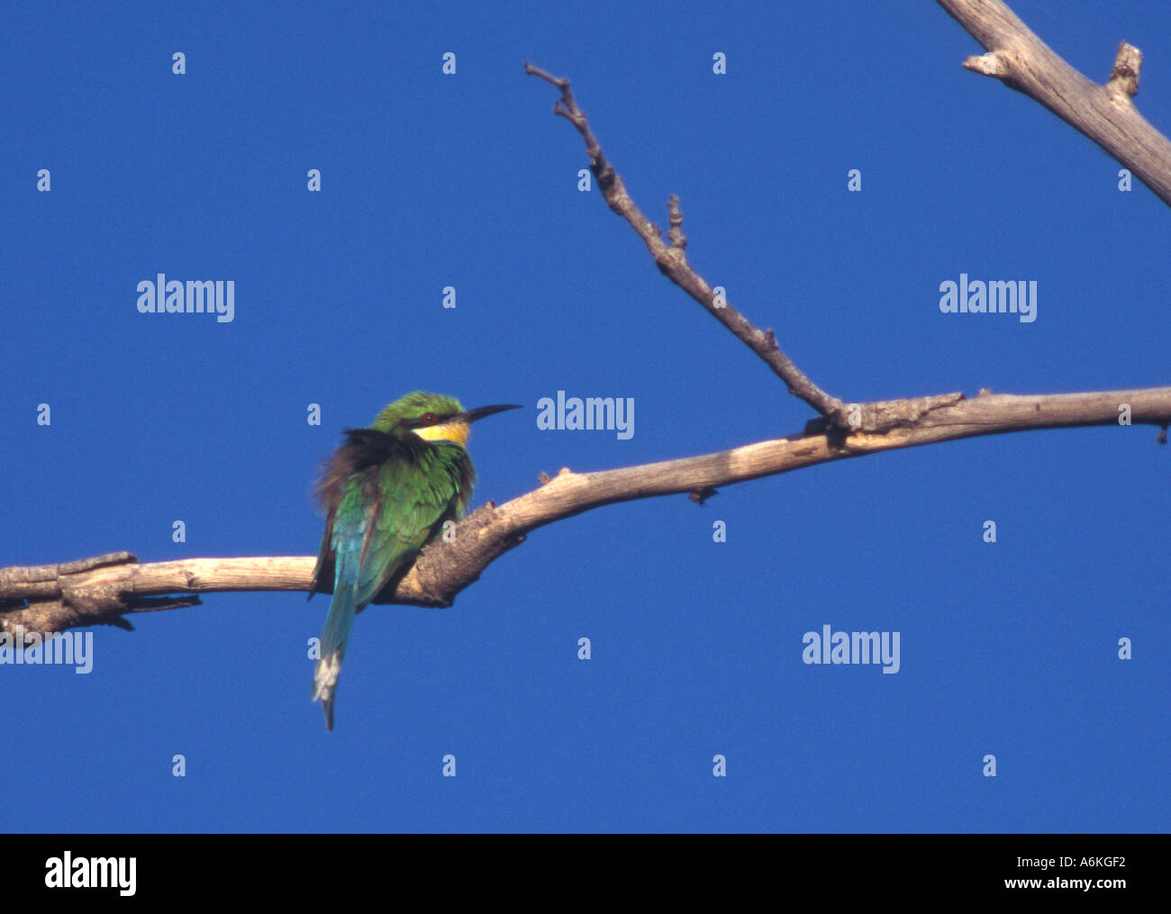 A BEE EATER ruffles its feathers to dry off in the OKAVANGO DELTA ...