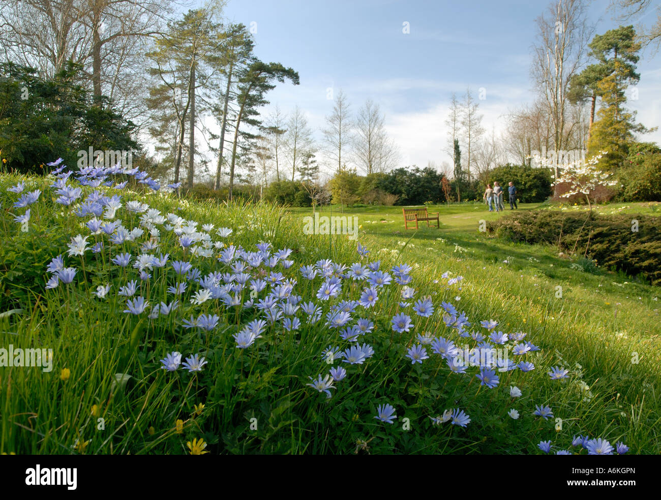 Spring flowers at Hole Park in Kent Stock Photo - Alamy