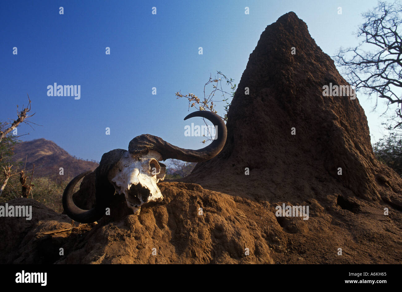 Mound of buffalo bones hi-res stock photography and images - Alamy