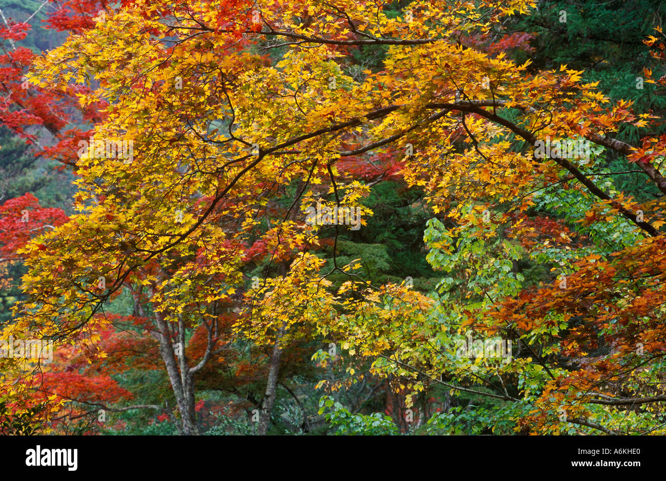 JAPANESE MAPLES turn colors in MOMIJIDANI PARK during AUTUMN MIYA JIMA ISLAND JAPAN Stock Photo ...