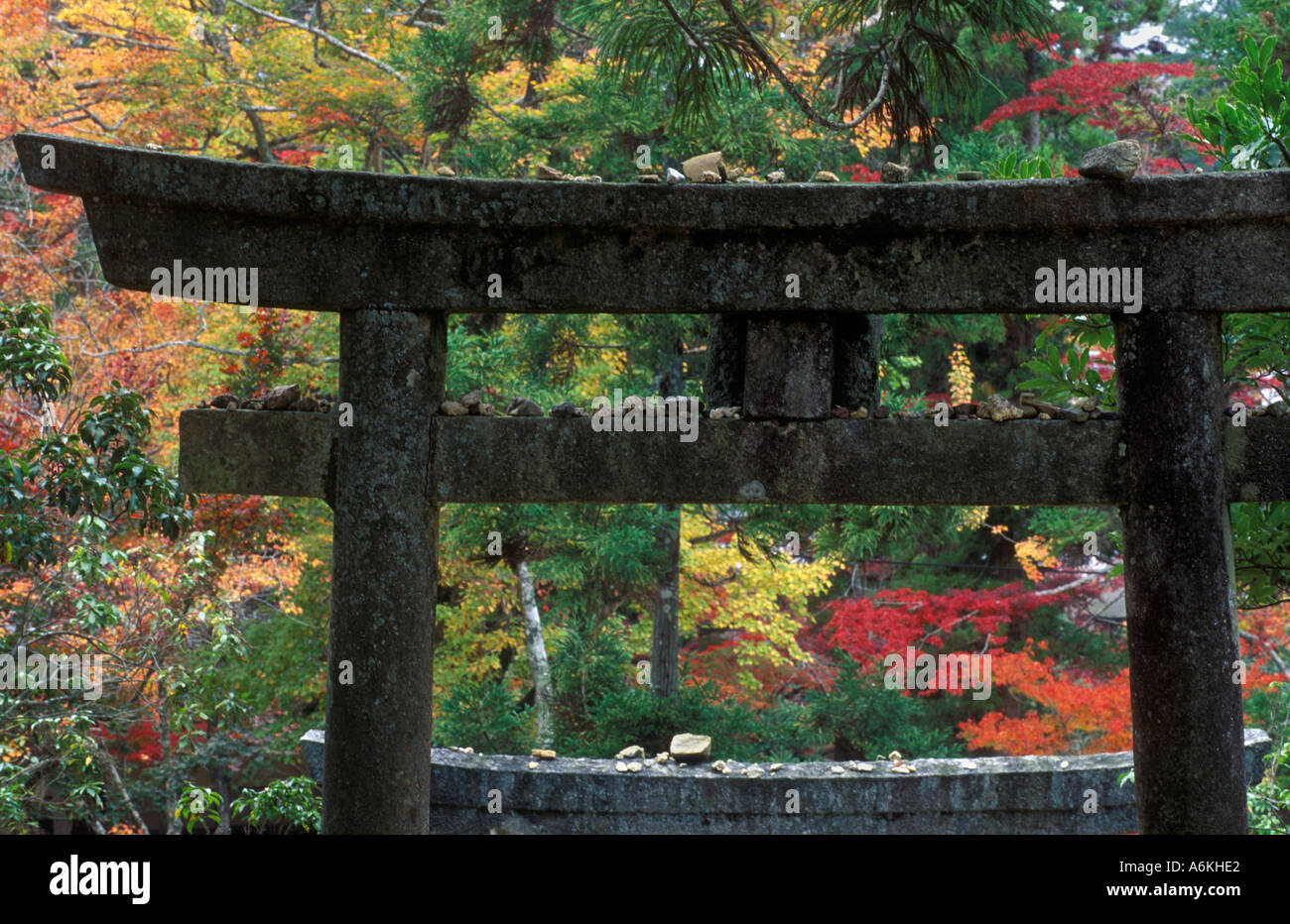 TORI GATE JAPANESE MAPLES turning colors in MOMIJIDANI PARK during ...