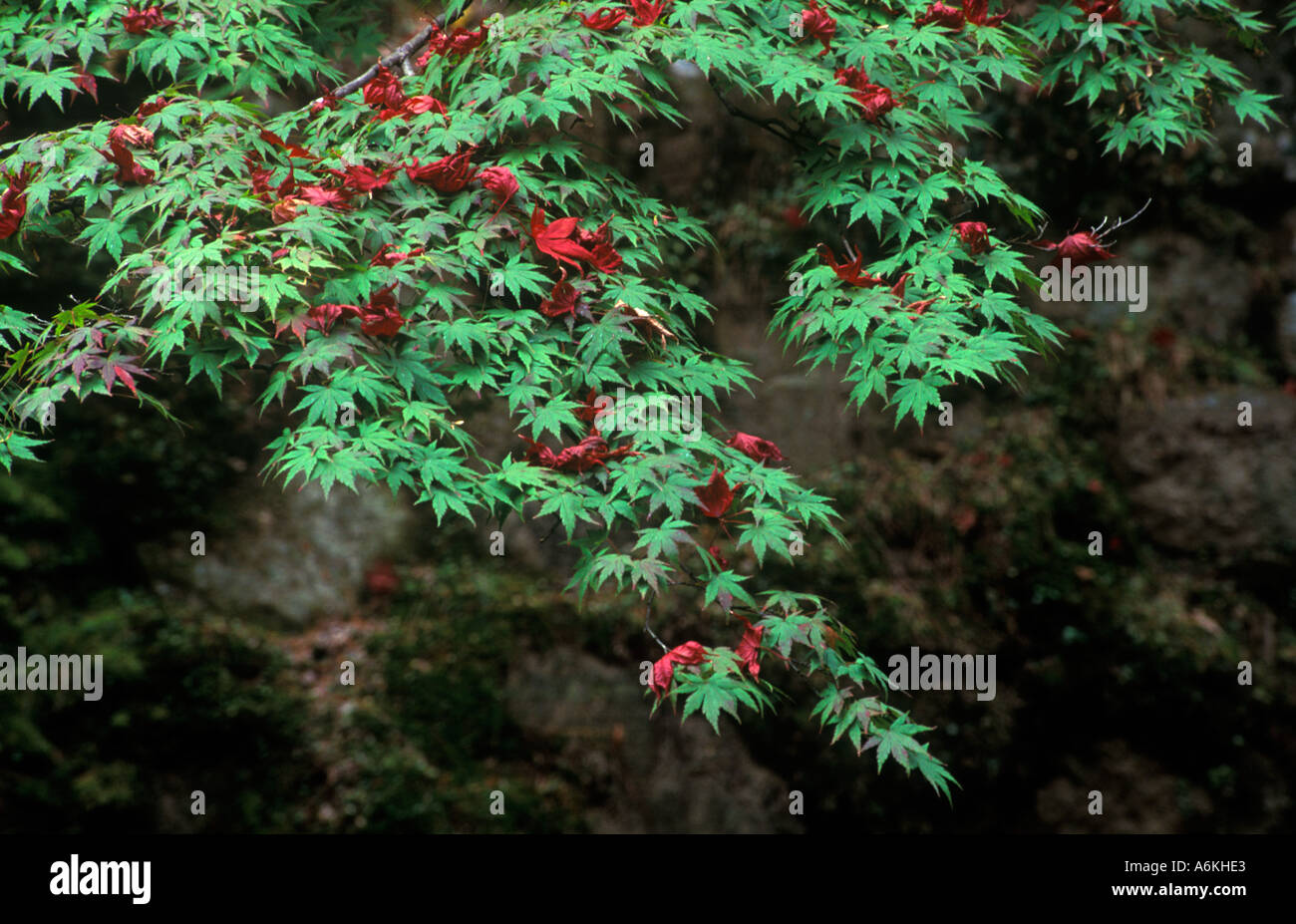 RED MAPLE LEAVES on GREEN in MOMIJIDANI PARK during AUTUMN MIYA JIMA ...