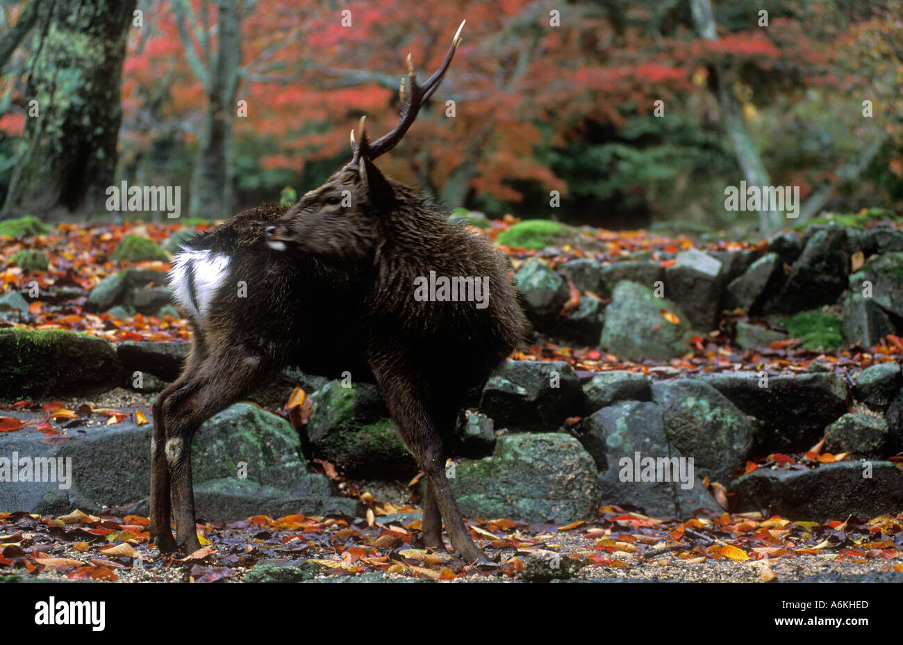JAPANESE DEER MIYA JIMA ISLAND JAPAN Stock Photo - Alamy