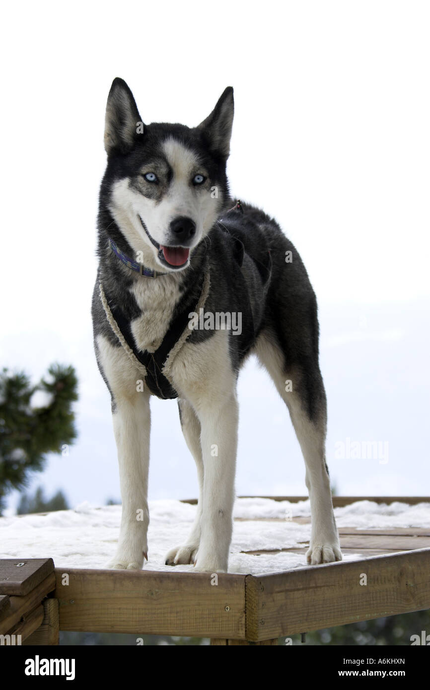 Husky Sledge Dog Stock Photo - Alamy