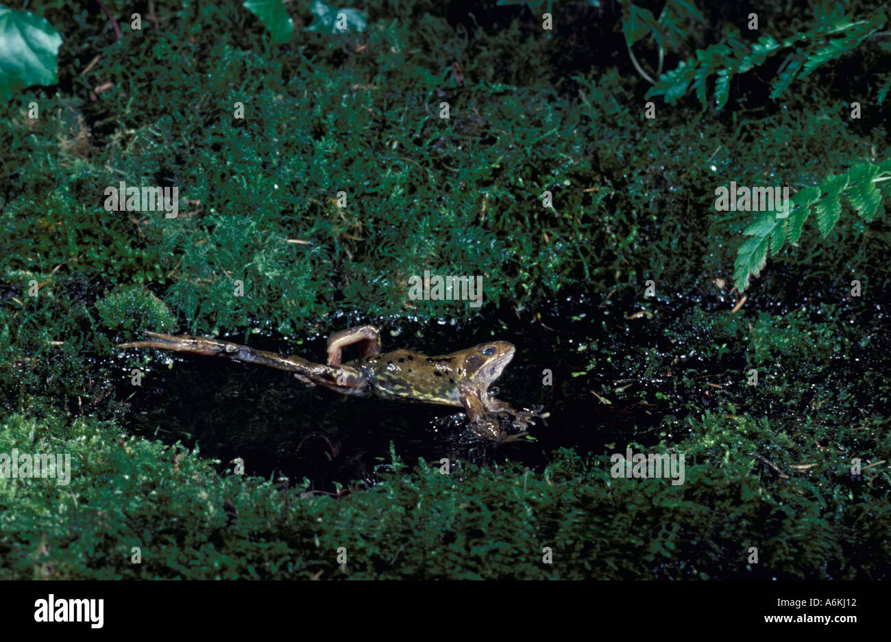Common frog Rana temporaria frog jumping UK Stock Photo - Alamy