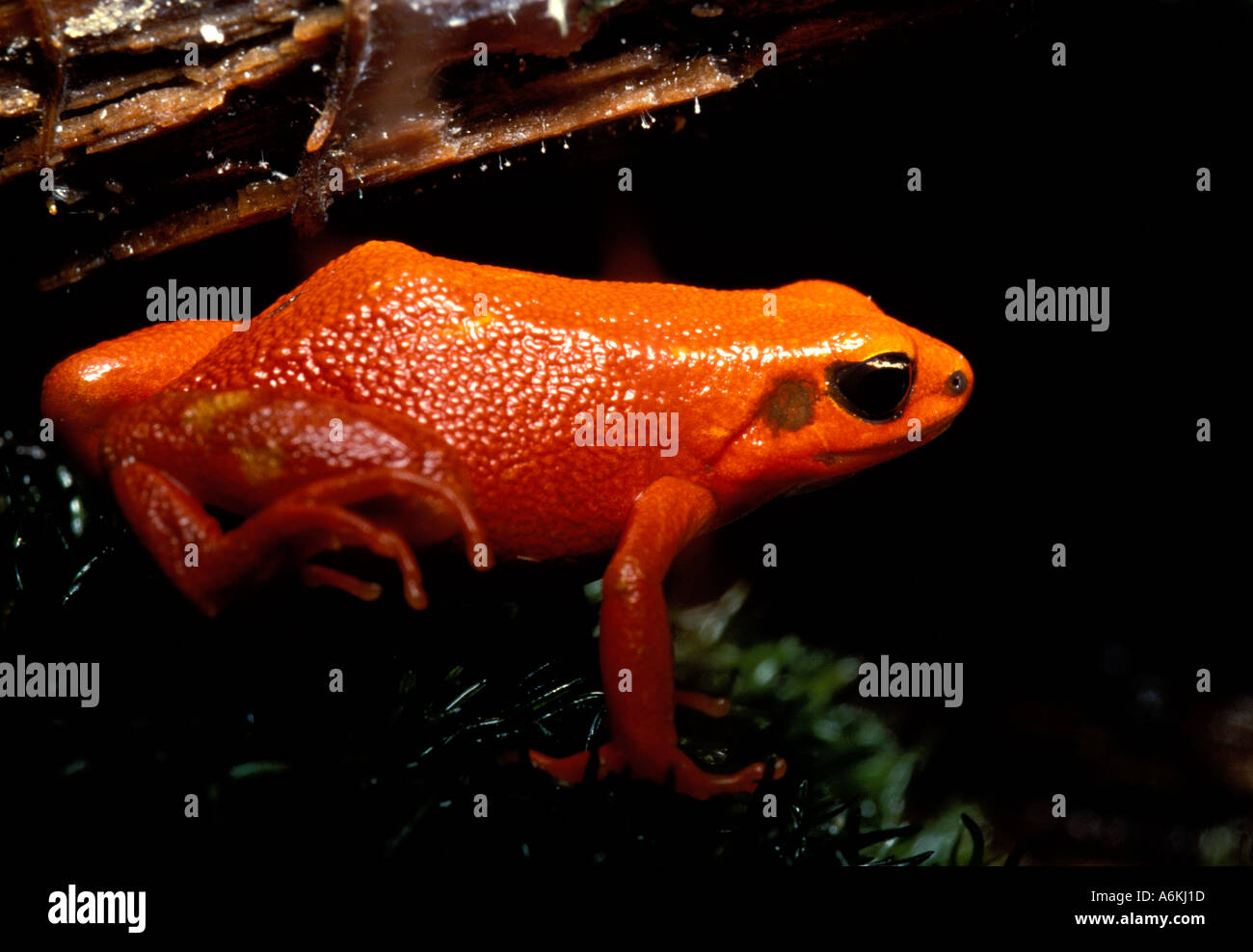 Red Poison Arrow frog tropical jungle Stock Photo - Alamy