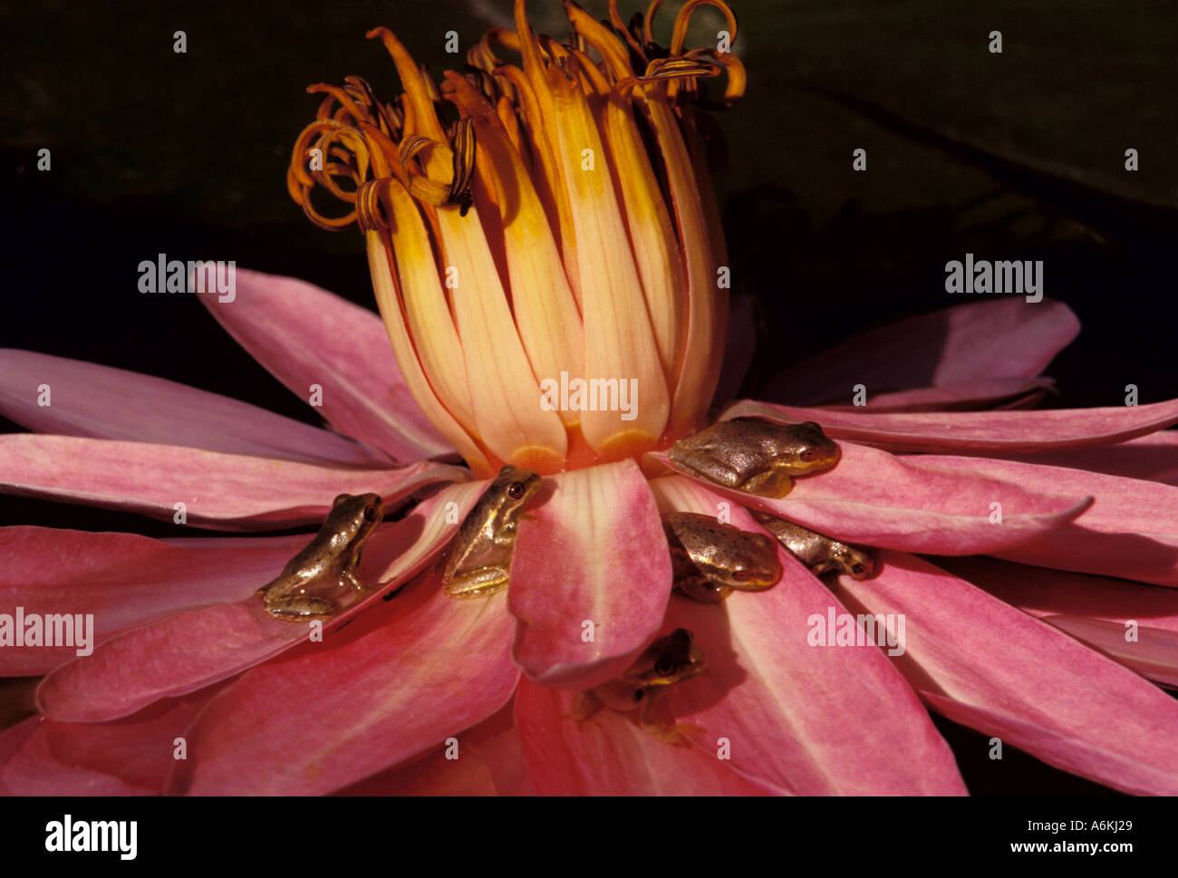 Cute froglets hi-res stock photography and images - Alamy