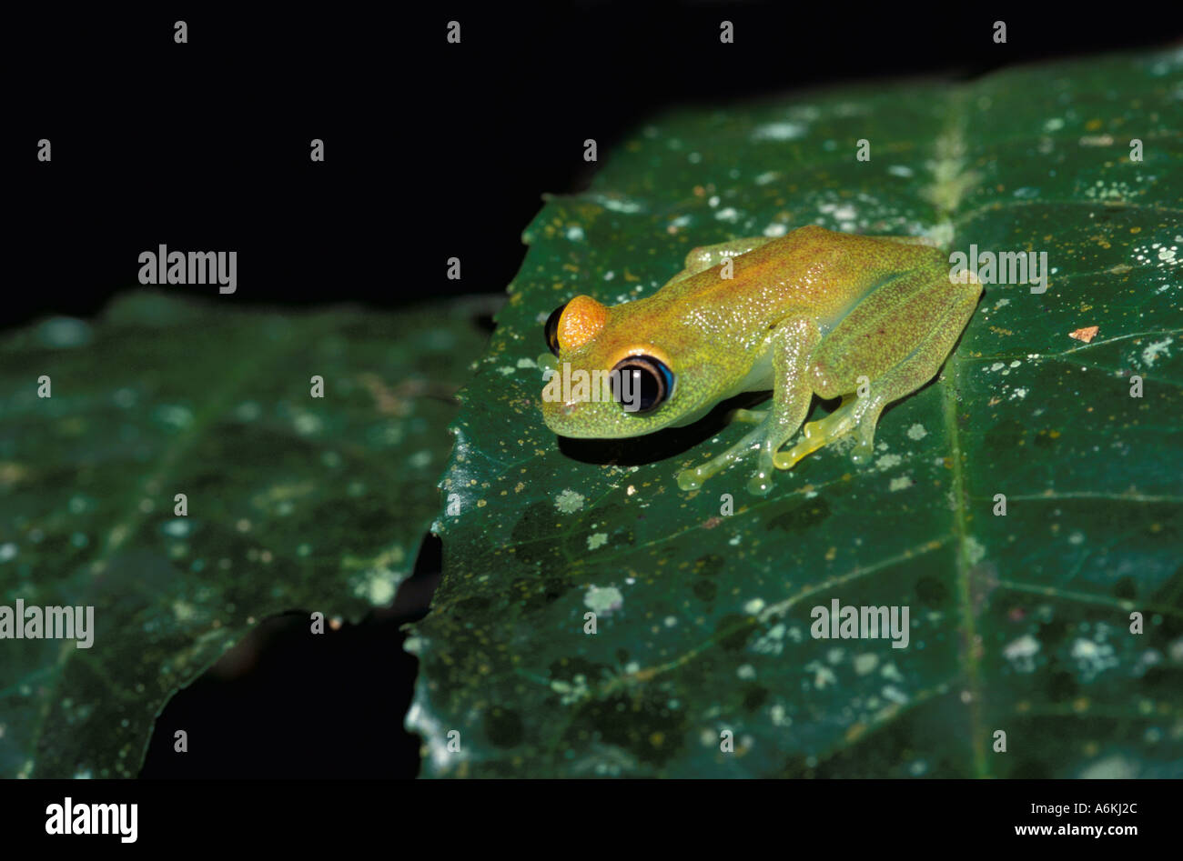 Tree Frog small green and yellow colour Madagascar Stock Photo - Alamy