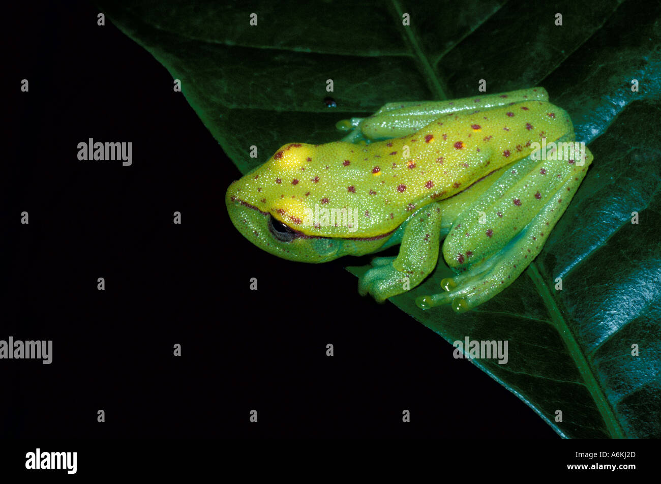Tree Frog Hyla punctats yellow with red spots on leaf Tambopata ...