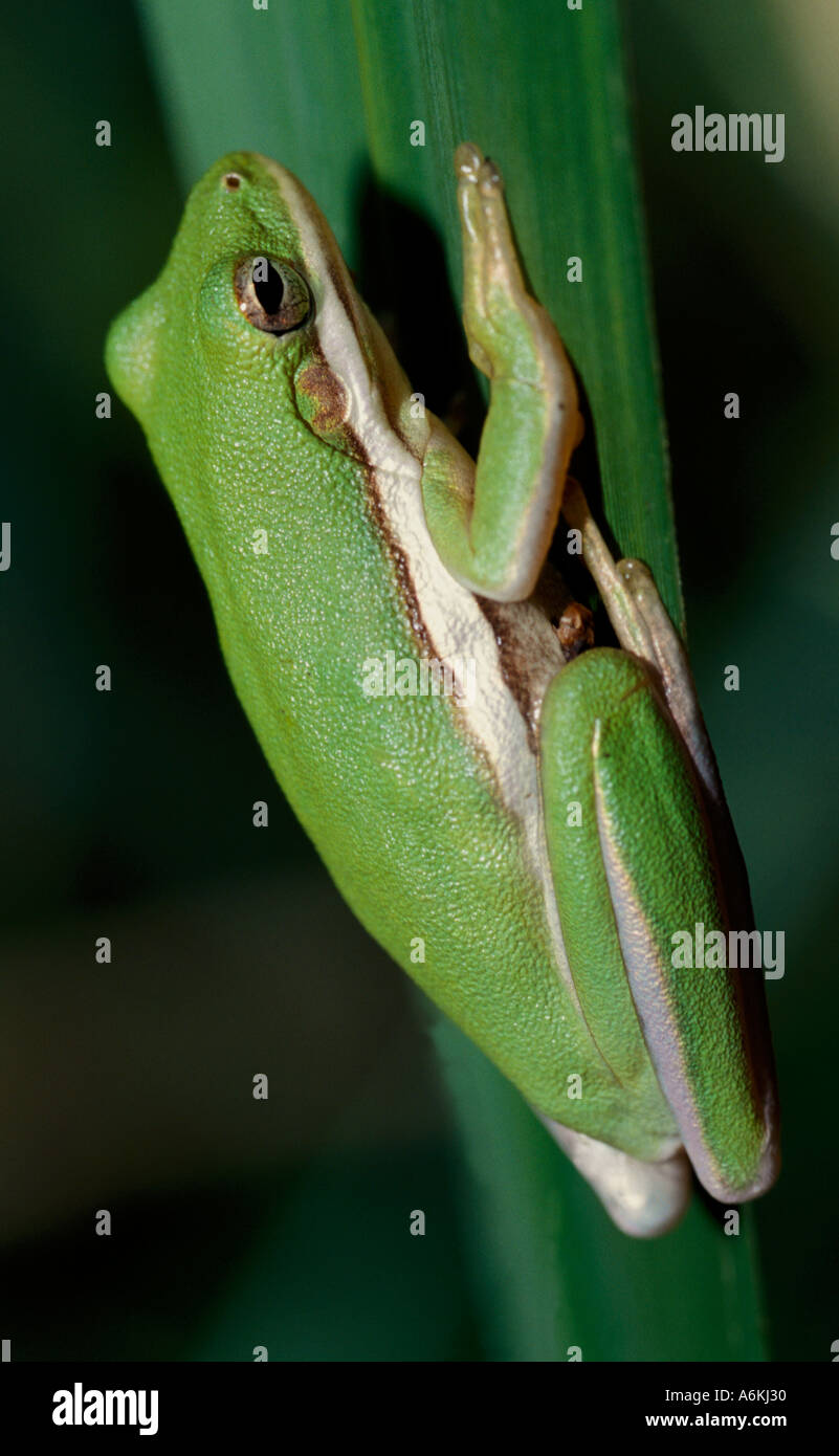 Tree Frog green with white stripe on leaf Florida USA Stock Photo - Alamy