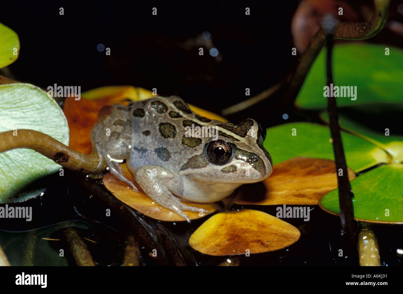 Spotted Grass Frog sitting on leaf Australia Stock Photo - Alamy