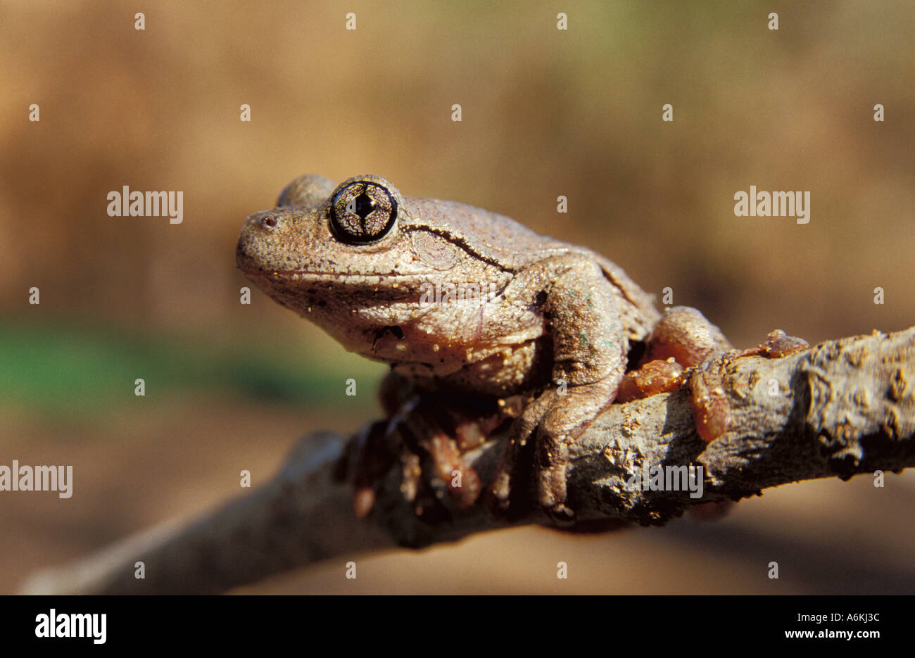 Peronii hi-res stock photography and images - Alamy