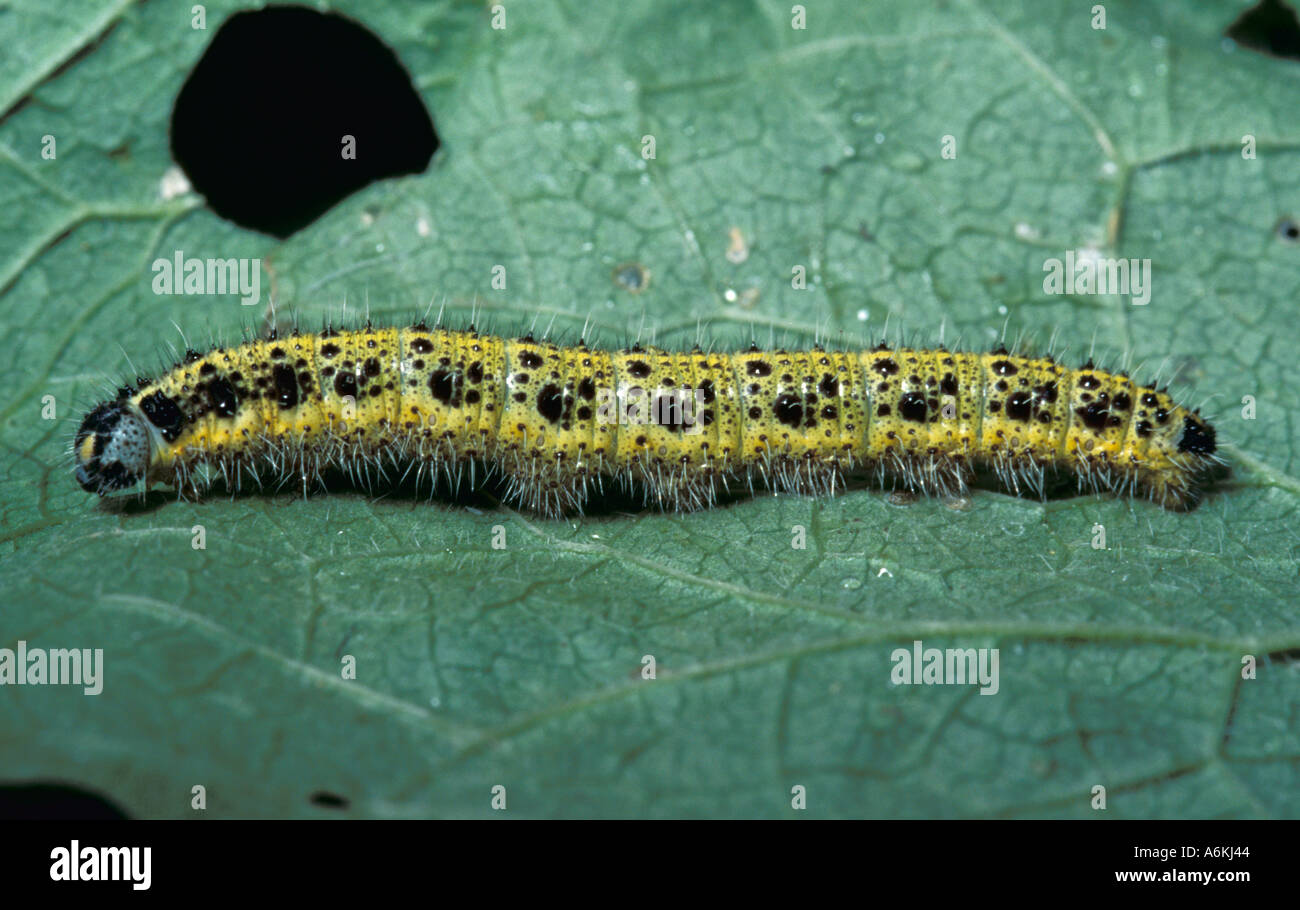 Large Cabbage White Butterfly Pieris brassicae caterpillar UK Stock ...