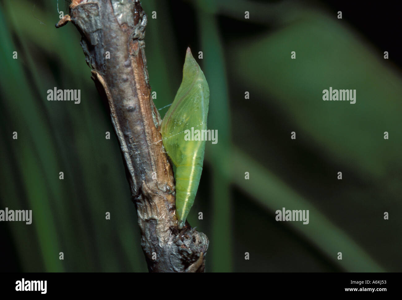 Wood White Butterfly pupae or chrysalis Leptidea sinapis UK Stock Photo - Alamy