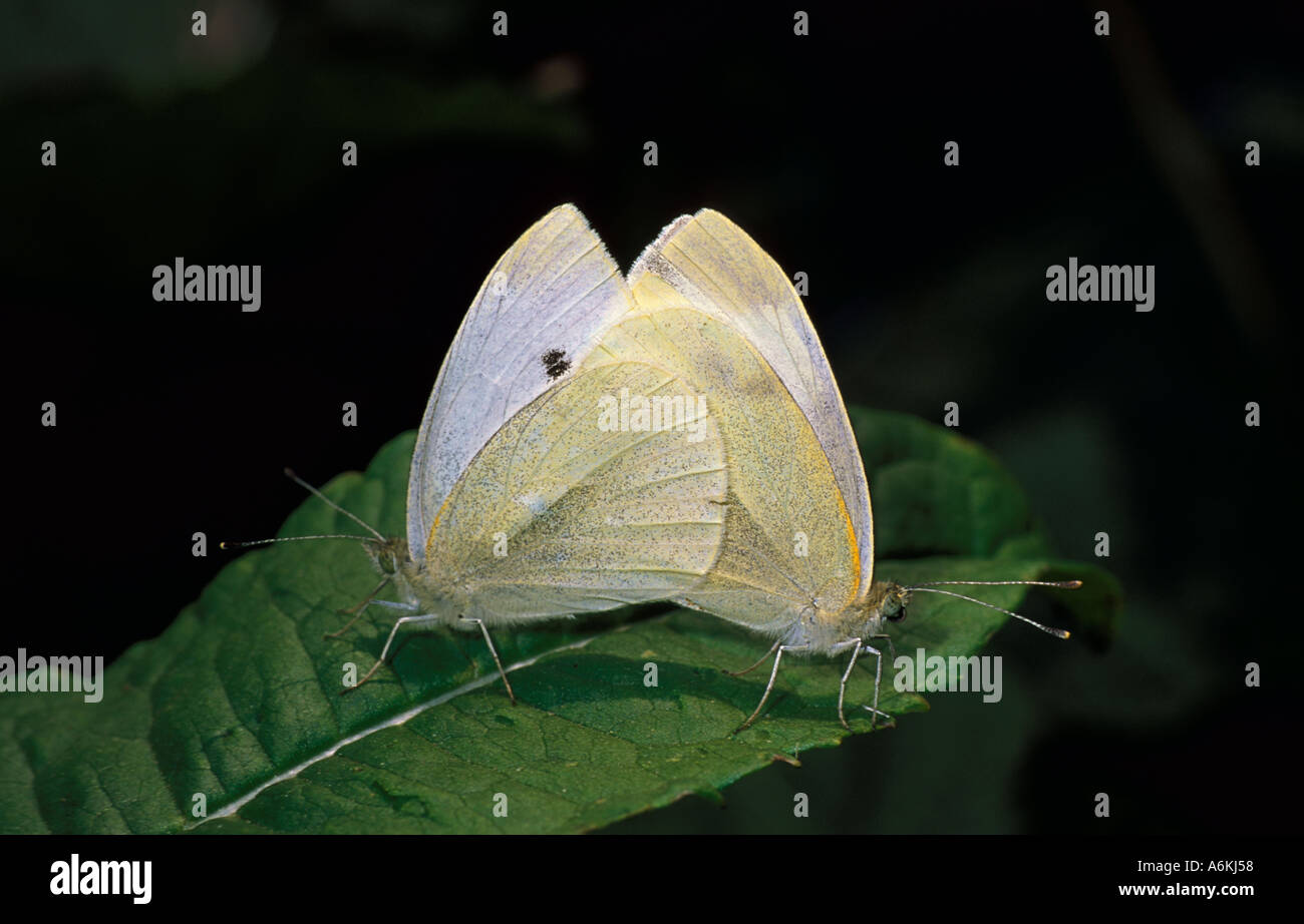 Small White Butterfly Artogeia rapae pair of butterflies mating UK ...