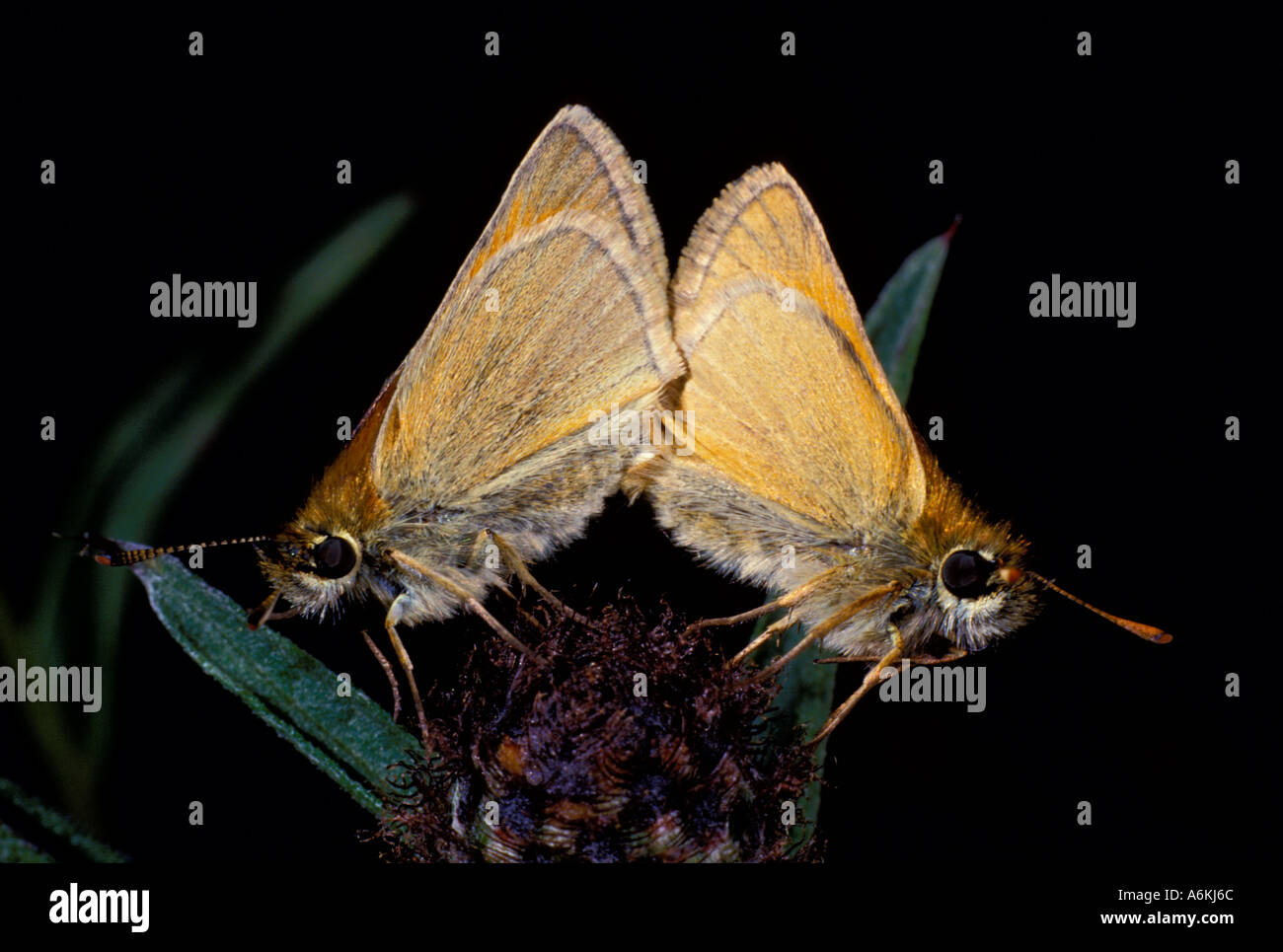 Small Skipper Butterfly Thymelicus Sylvestris A Pair Of Butterflies