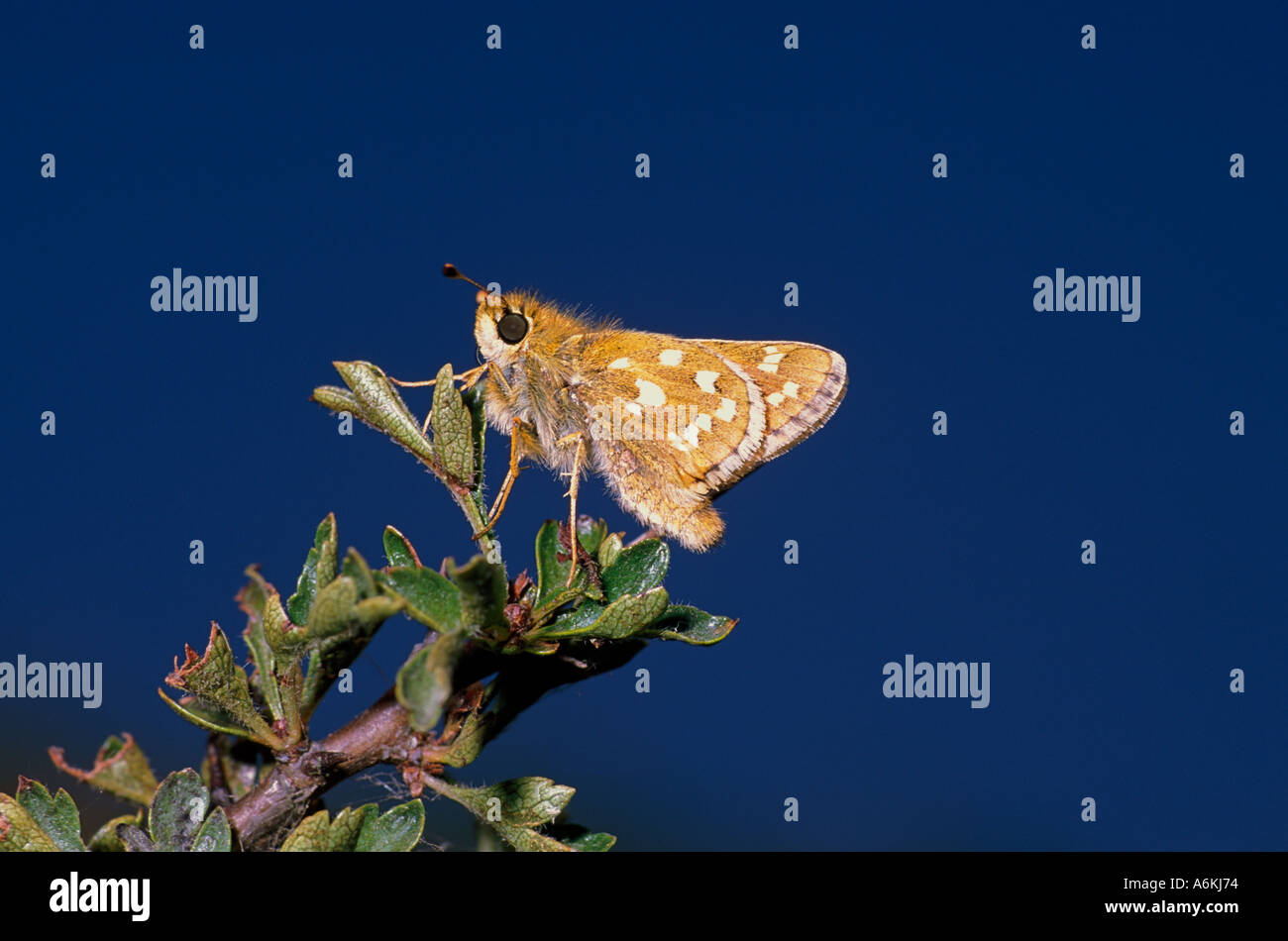 Silver spotted skipper uk hi-res stock photography and images - Alamy