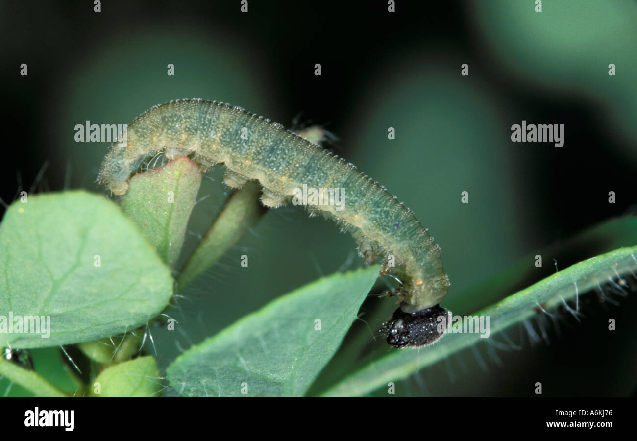 Dingy Skipper Butterfly Erynnis tages caterpillar UK Stock Photo - Alamy
