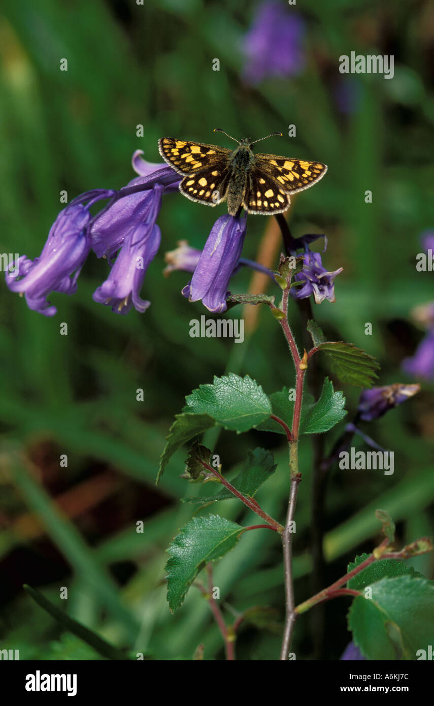 Chequered Skipper Butterfly Carterocephalus palaemon UK Stock Photo - Alamy