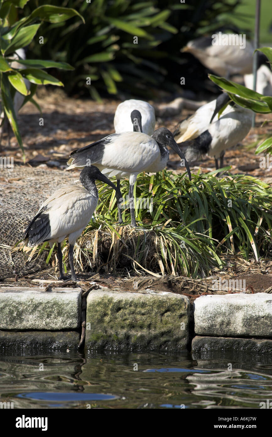 Botanical Gardens Sydney Australia Stock Photo - Alamy