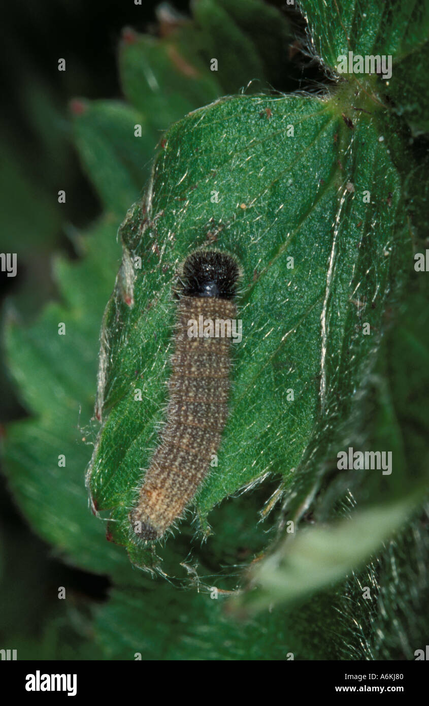 Grizzled Skipper Pyrgus malvae caterpillar or larvae making silken web ...