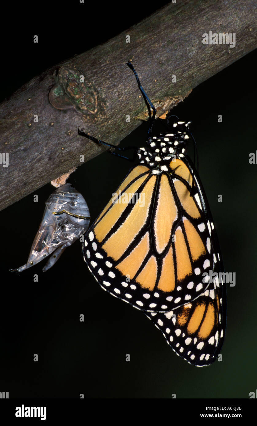 Monarch butterfly hatching cocoon hi-res stock photography and images ...