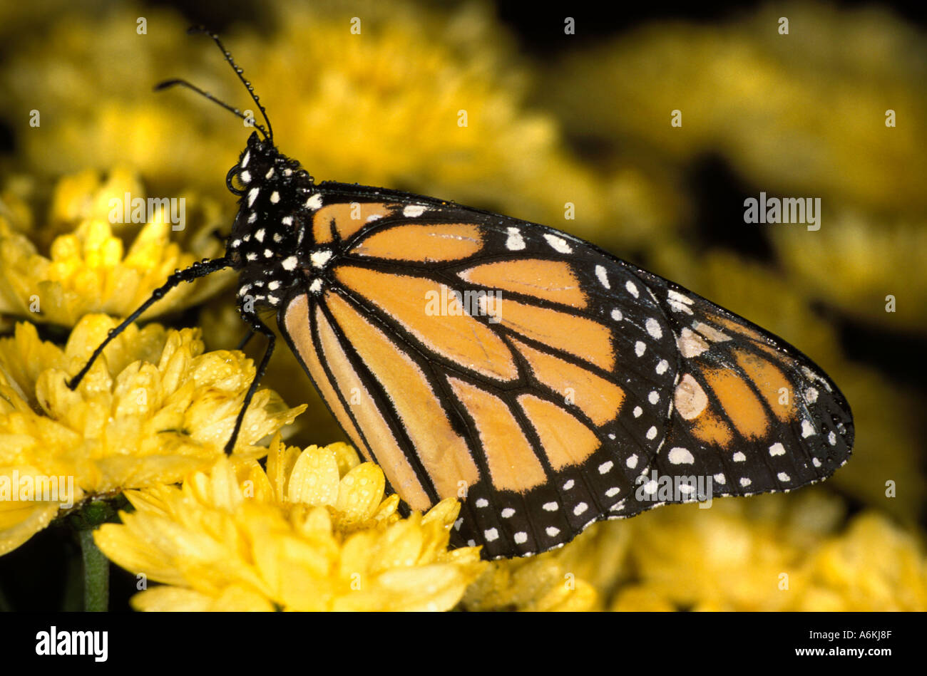 Monarch Butterfly Danaus plexippus USA Stock Photo - Alamy