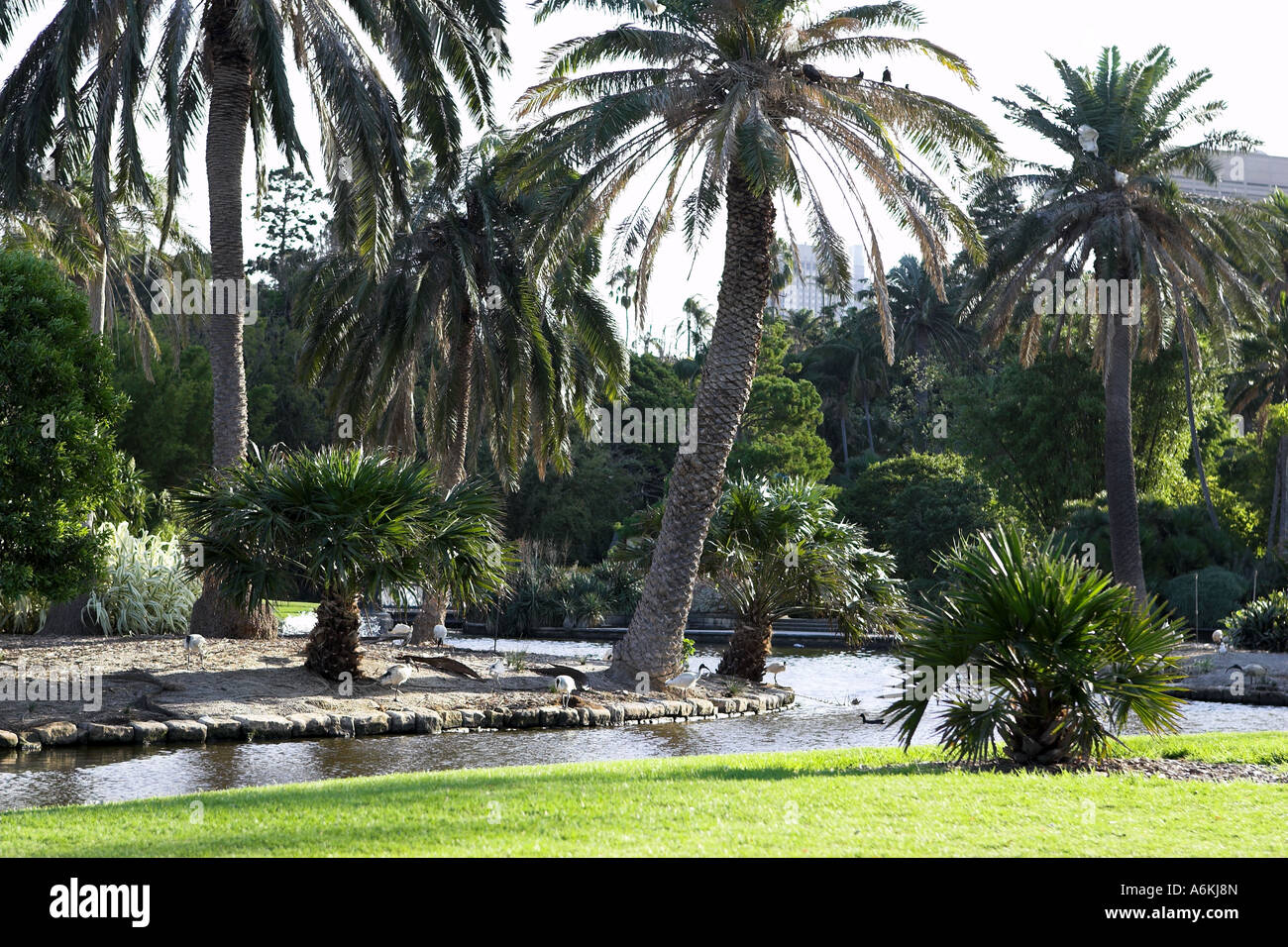 Botanical Gardens Sydney Australia Stock Photo - Alamy