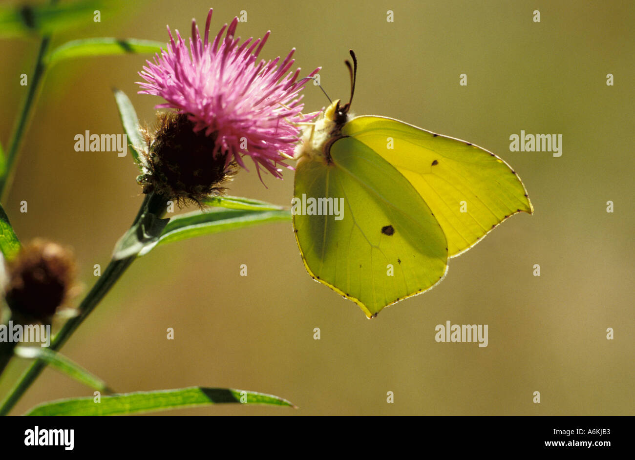 Brimstone butterfly Gonepteryx rhamni on thistle flower head UK Stock ...