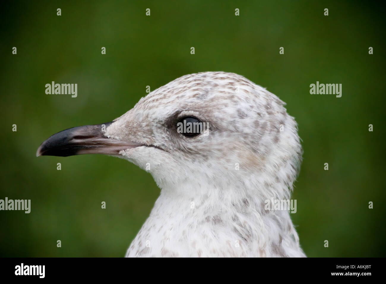 Black tailed adolescent Sea Gull close-up Stock Photo - Alamy