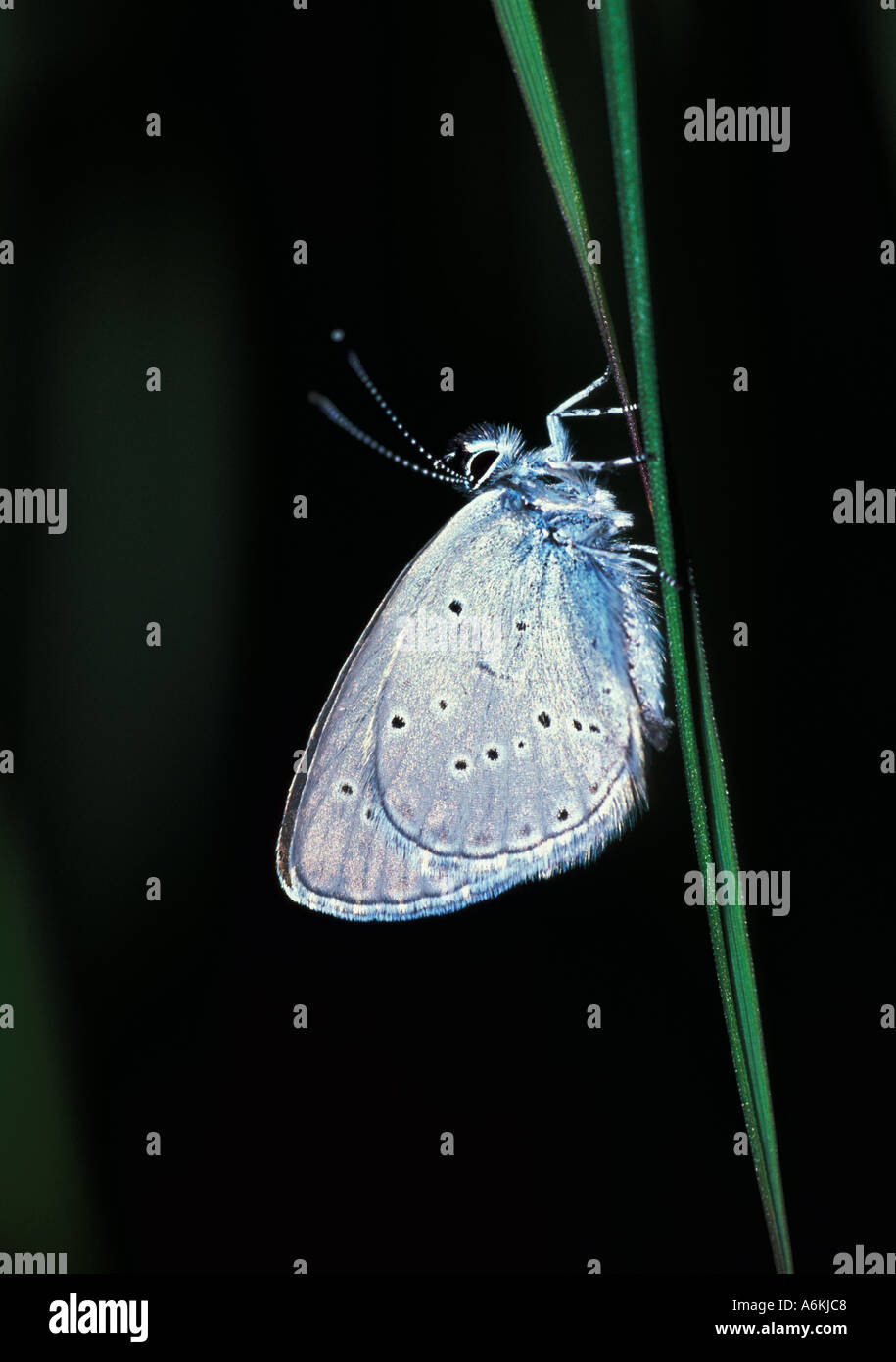Small Blue Butterfly Cupido minimus UK Stock Photo - Alamy