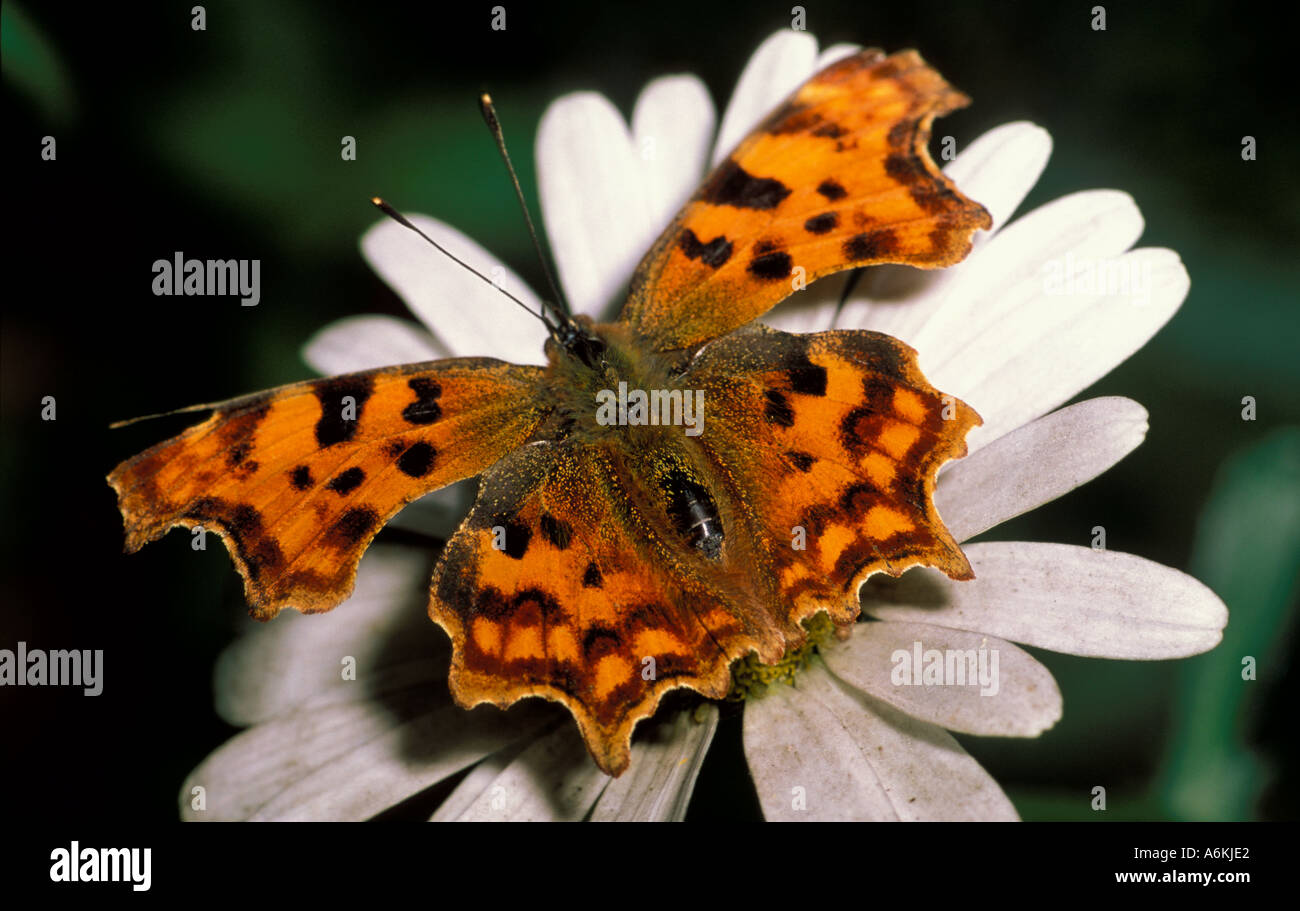 Comma Butterfly Polygonia c album UK Stock Photo - Alamy