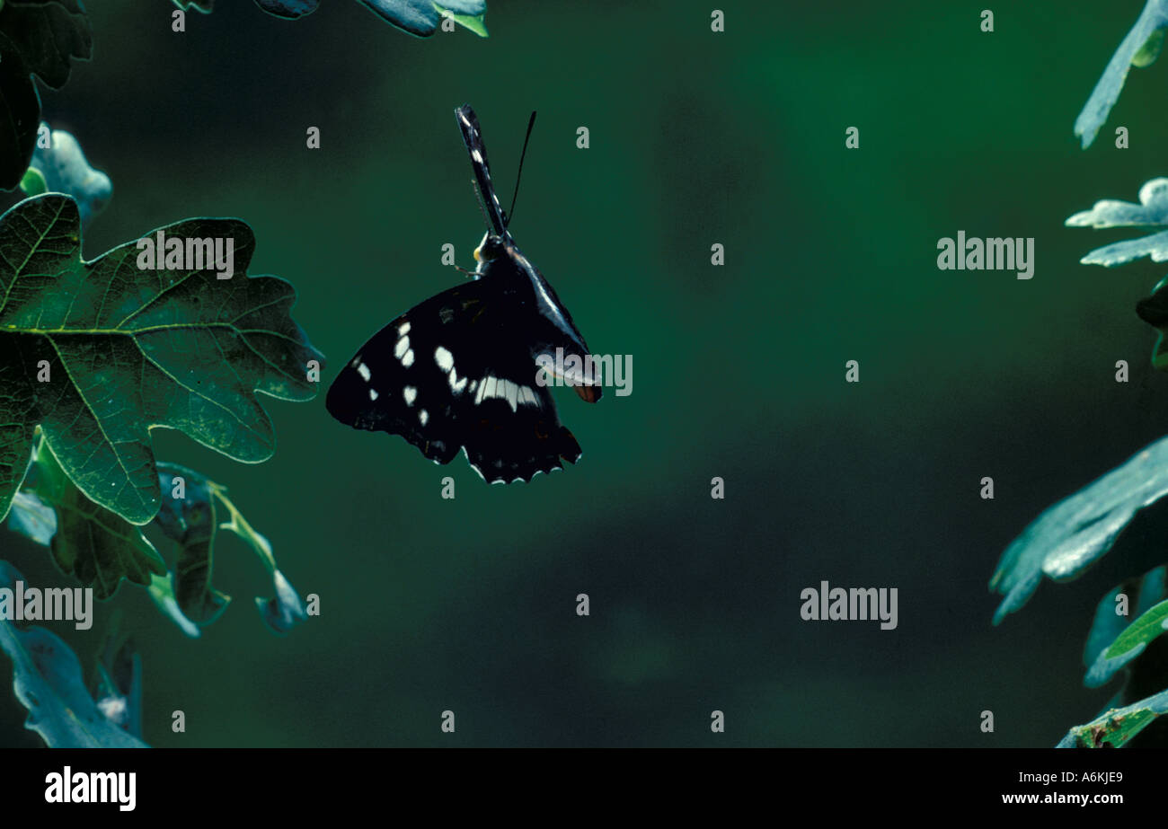 Purple Emperor Butterfly in flight Apatura iris UK Stock Photo - Alamy