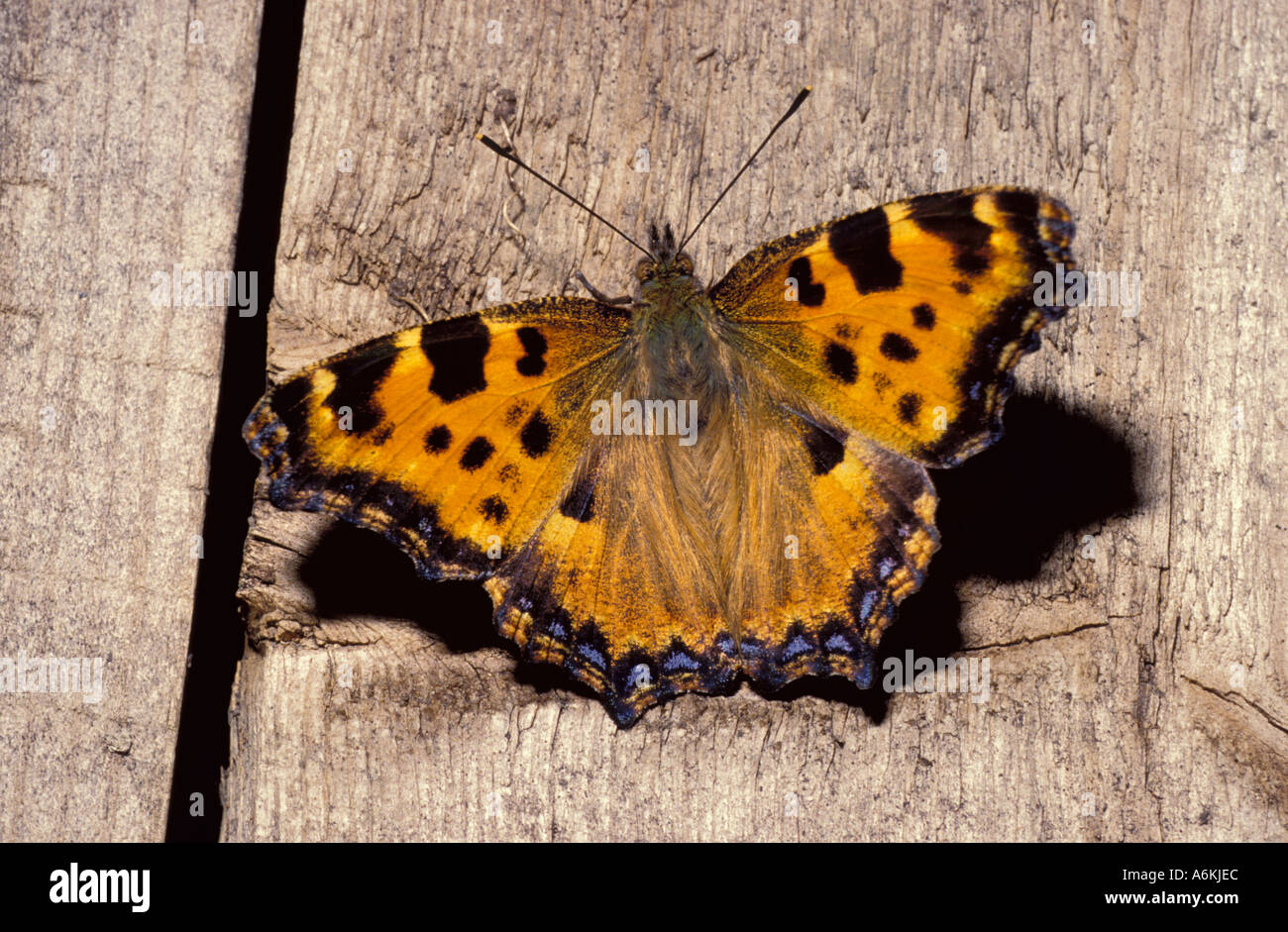 Large Tortoiseshell Butterfly Nymphalis polychloros UK Stock Photo - Alamy