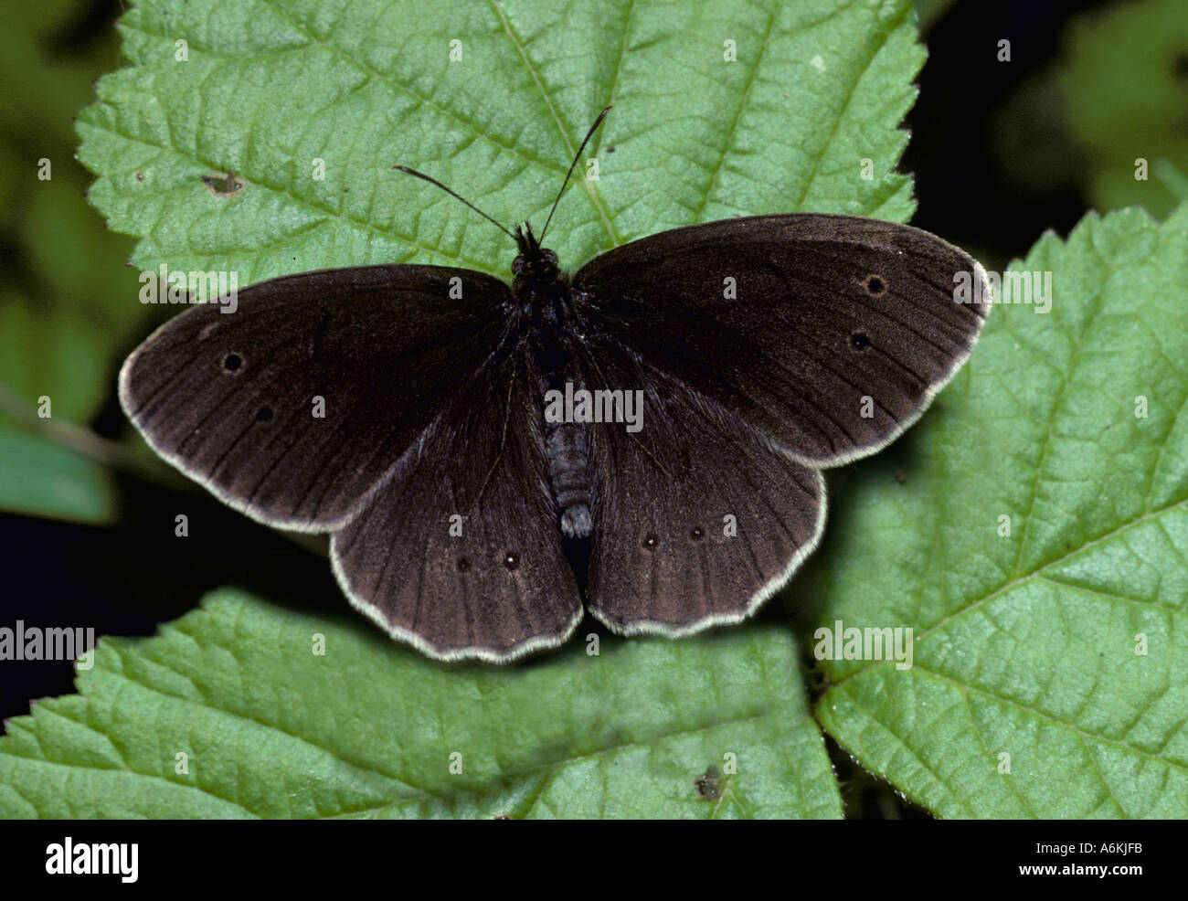 Ringlet Butterfly Aphantopus hyperantus UK Stock Photo - Alamy