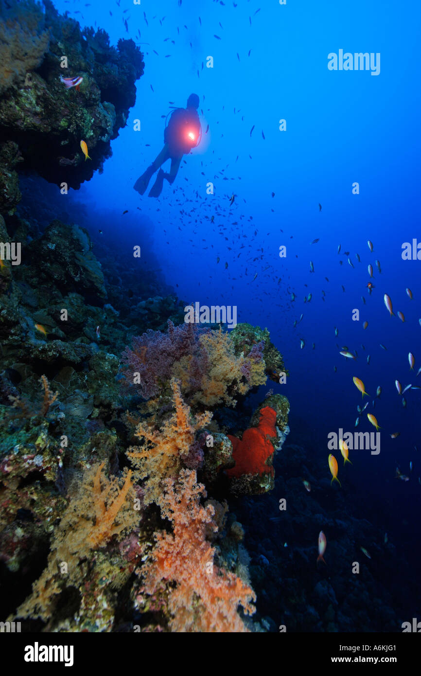 scuba diver at colorful coral reef, Red Sea Stock Photo - Alamy