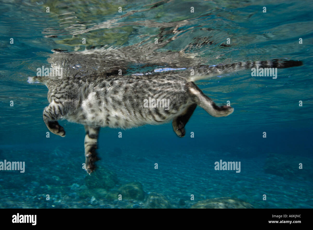 Cat reef hi-res stock photography and images - Alamy