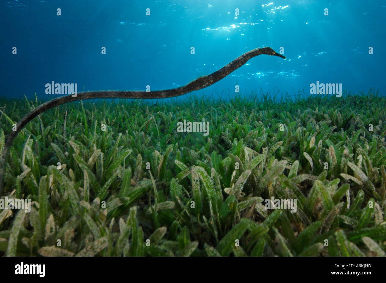 giant pipefish in seaweed, Syngnathus sp Stock Photo - Alamy