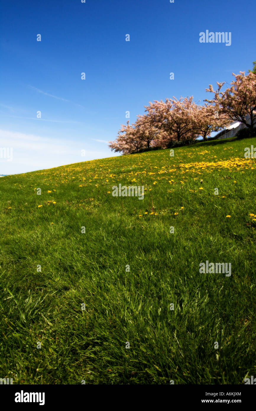 Grassy Knoll with flowering tree Stock Photo - Alamy
