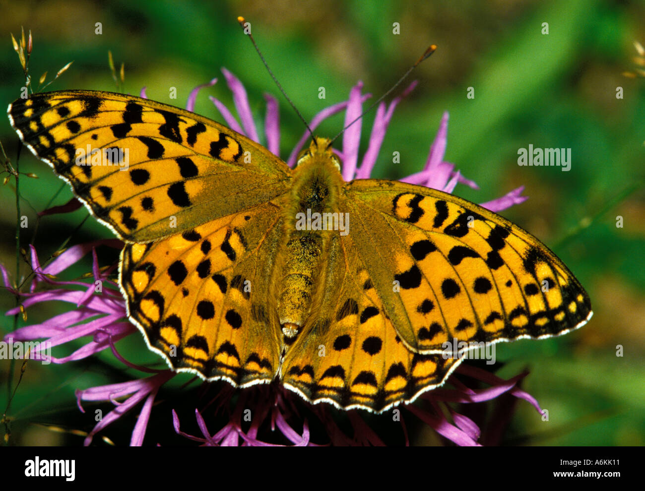 High brown fritillary butterfly hi-res stock photography and images - Alamy