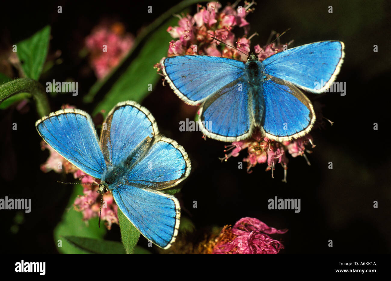 Adonis Blue Butterfly Lysandra bellargus two males UK Stock Photo - Alamy
