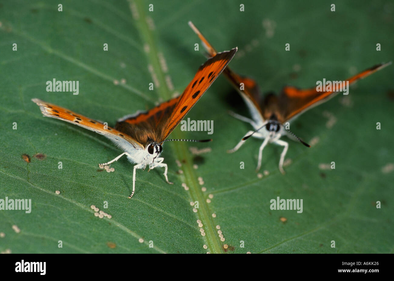 Extinct british butterfly hi-res stock photography and images - Alamy